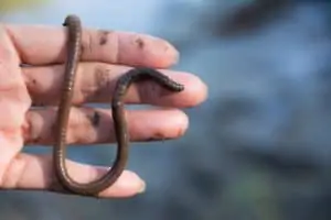 Composting With Worms Guide: 5 Types To Consider - Composthq