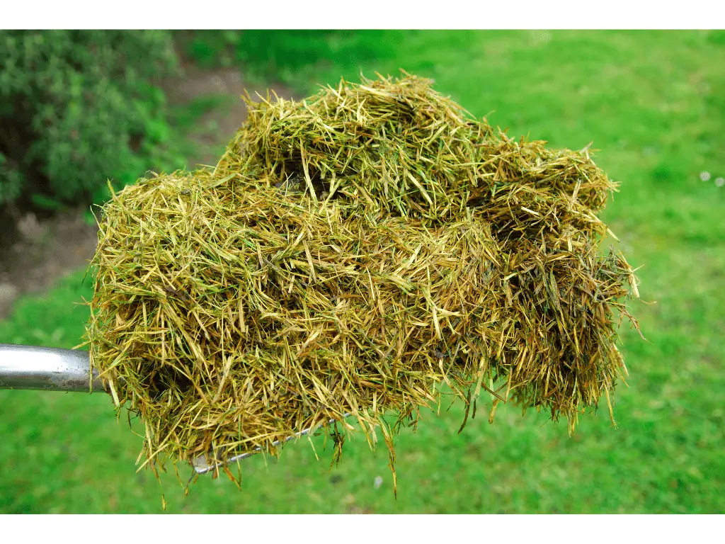 Will Compost Kill Grass? The Truth About Using Compost As A Lawn Fertilizer - Composthq