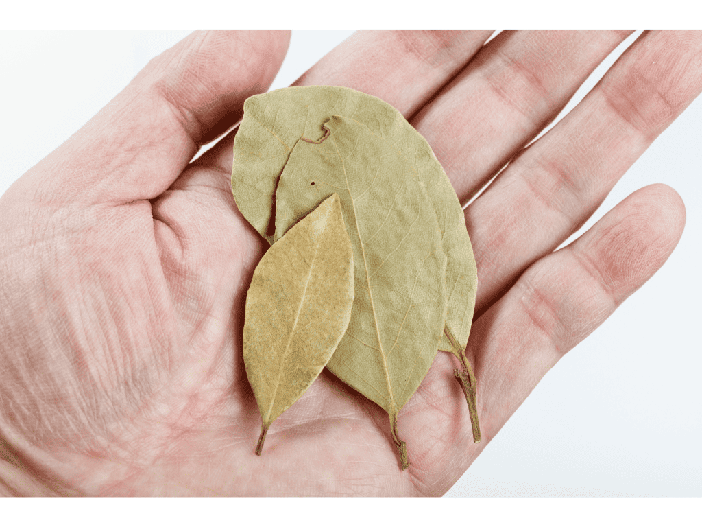 Composting Bay Leaves: A Clear Guide To Effective Recycling - Composthq